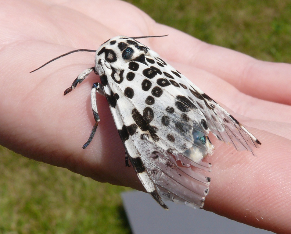 Giant Leopard Moth Habitat