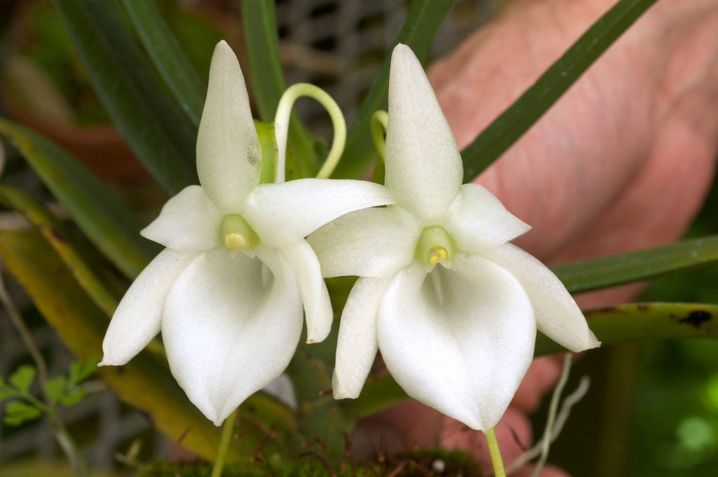 Angraecum compactum orchid plant care and culture | Travaldo's blog