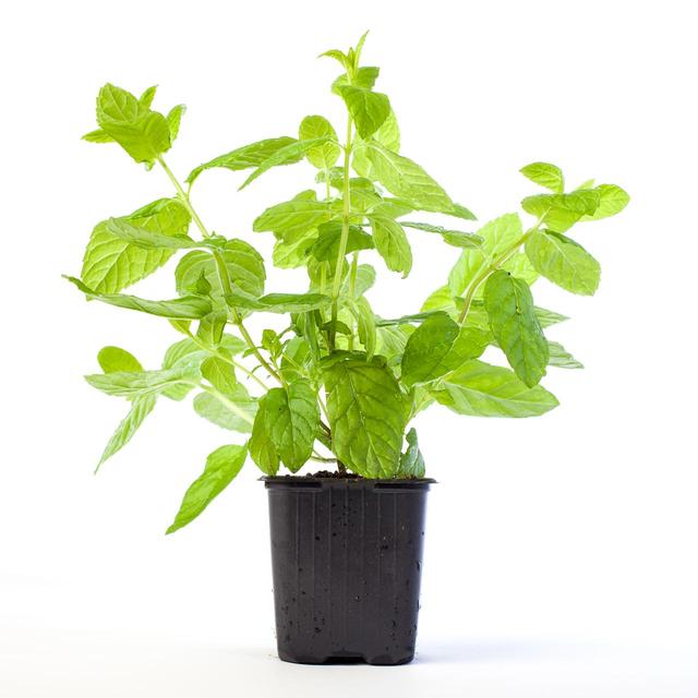 How To Plant Mint in a Pot | Yard Landscape Design