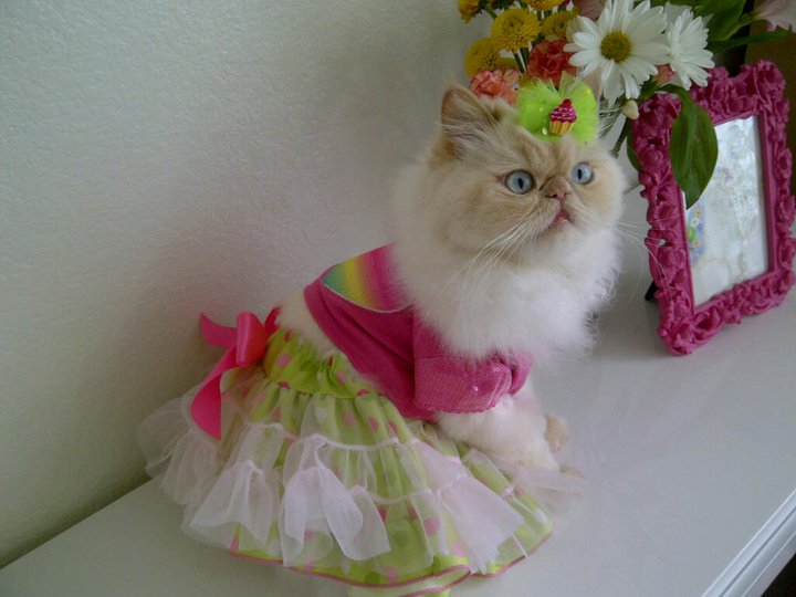 Catsparella: The Rise of Luna the Fashion Kitty