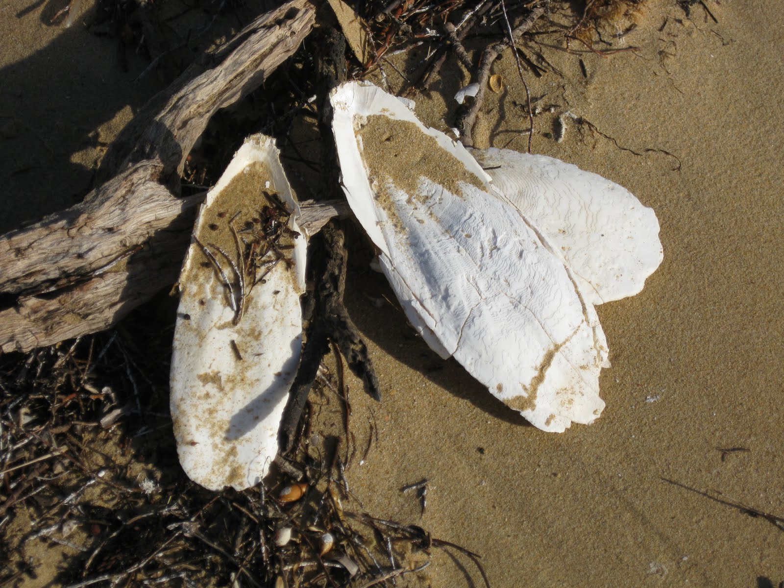 Robin's Double Life: Like a string of vibrant pearls