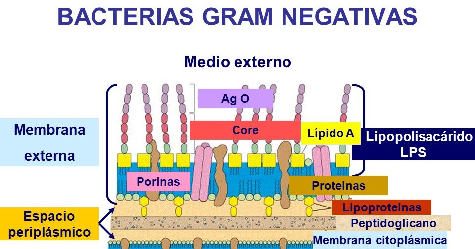 MicrobiologíayParasirtología.GpoE.Lic.Enfermería.UNPA.2018: 3.5.2 ...