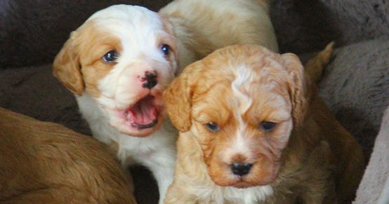 The Horsemeister Blog: 1 Week OLD Cavapoo Puppies