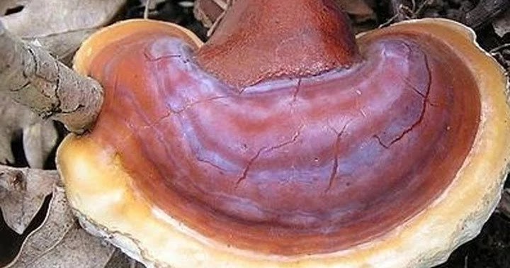 Ganoderma lucidum (hongos reishi): ¿qué es y para qué sirve?