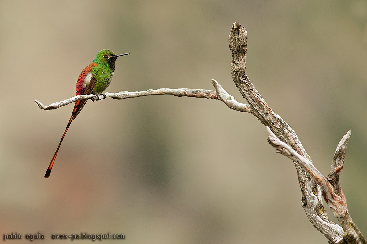 mis fotos de aves: Sappho sparganurus Picaflor Cometa Red-tailed Comet