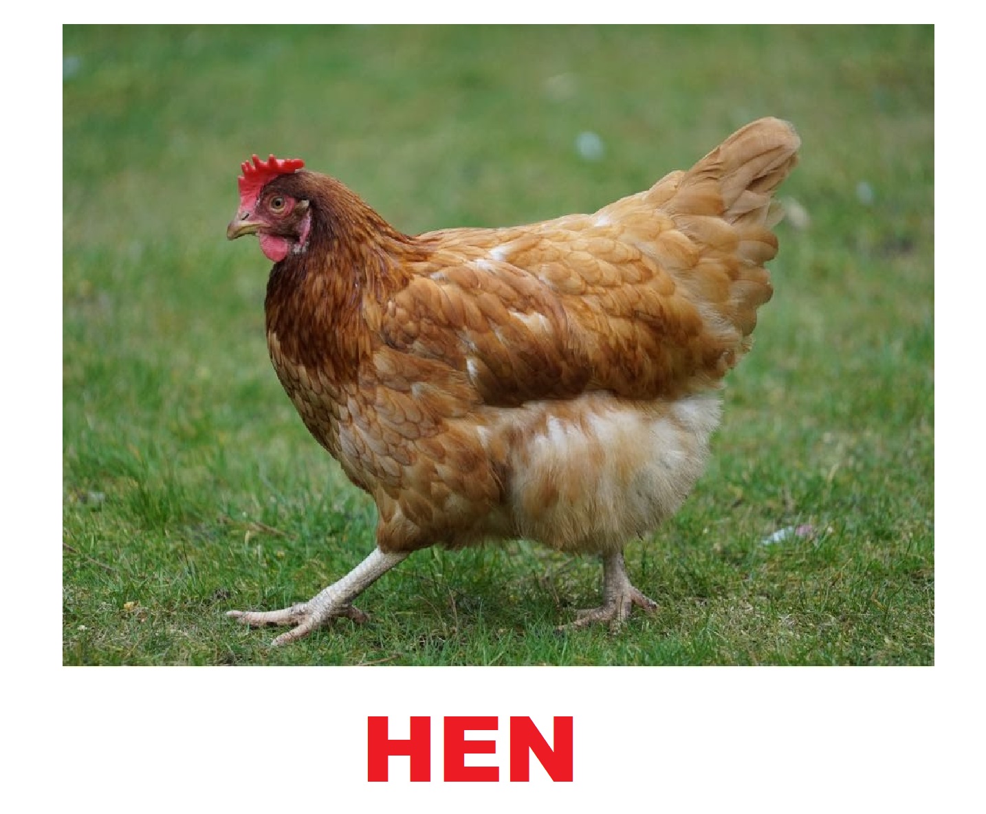 ENGLISH TIME: FARM ANIMALS