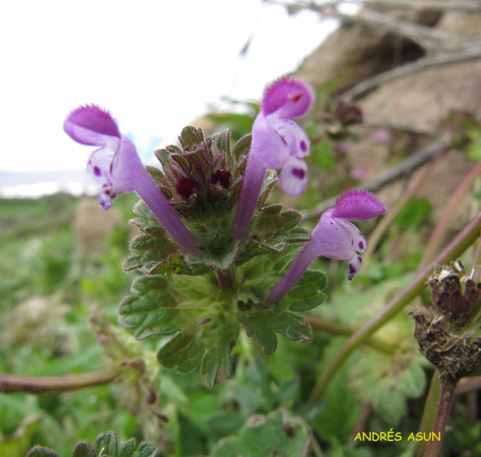 Flores silvestres de la Cordillera Cantábrica: LABIADAS - Labiatae