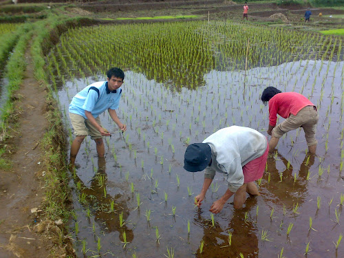 Pengelolaan Air Pada Padi Sawah Irigasi ~ Ceppi Sendiri