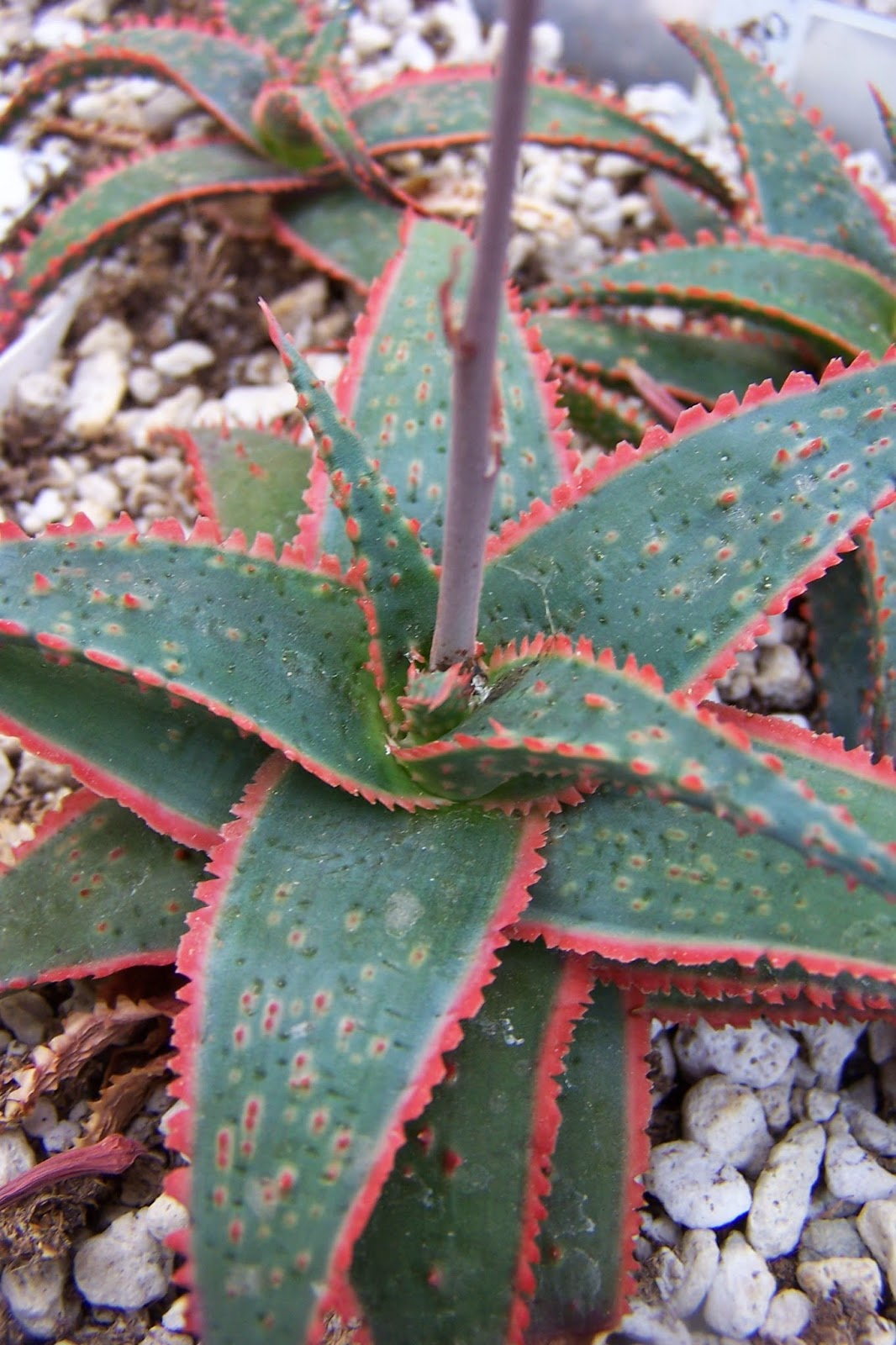 Oregon Cactus Blog: Aloe 'Christmas Carol'