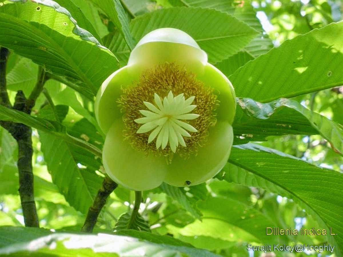 Medicinal Plants: Dillenia indica, Elephant Apple, Avartaki, Kattaral