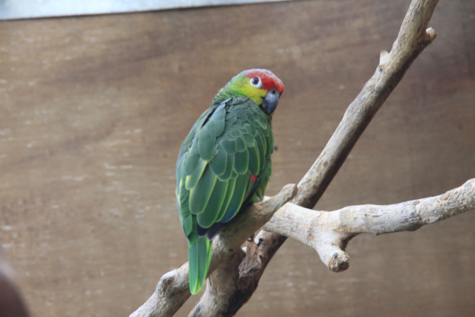 Photos from the life of a Welshman: Chester zoo birds