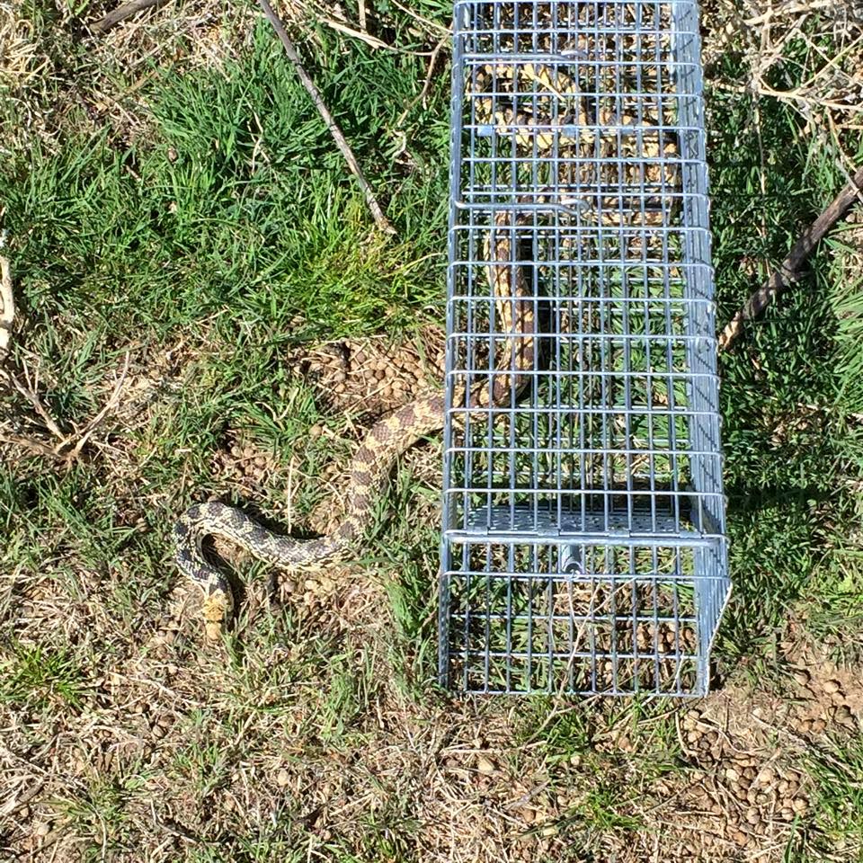 Comstock Cage Traps, In Action on the Line : April 2015
