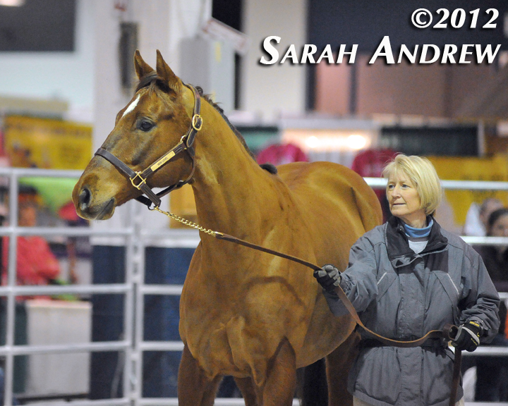 Thoroughbred Daily News Staff Blog: Retired Racehorse Trainer Challenge ...