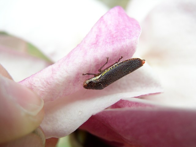 Pollinators: Magnolias and Beetle Pollination