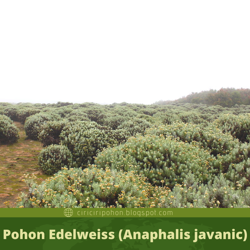 Ciri Ciri Pohon Bunga Abadi / Edelweiss Jawa Di Alam Liar ...