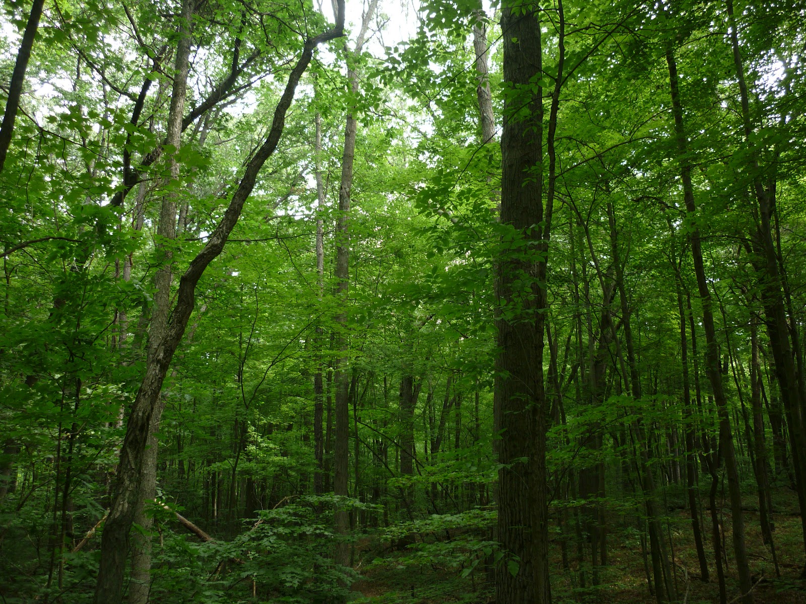 American voyages: The Eastern Forests and Plant Succession