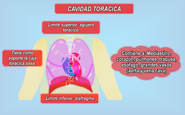 Fisiología DJ: Anatomía: Cavidad torácica