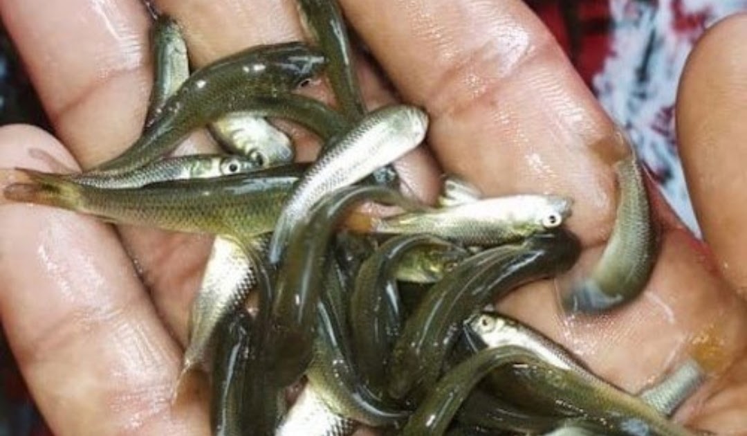 Budidaya Ikan Mas Hitam: Rencana Memulai Bisnis Untuk Pemula - DWI PURWANTO