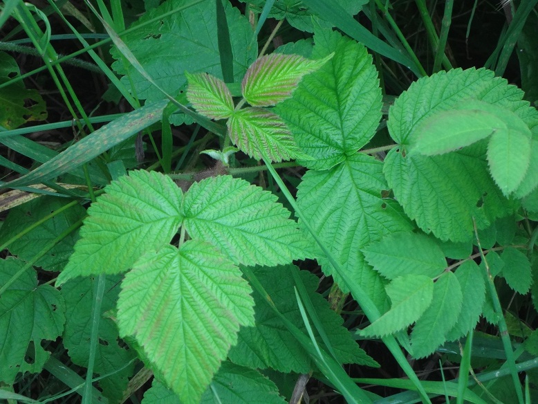 Emily's Hoppin' Hotots: Red Raspberry Leaf