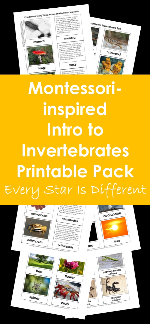 Every Star Is Different: Montessori-inspired Intro to Invertebrates ...