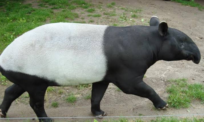 Tapir Asia dari Indonesia