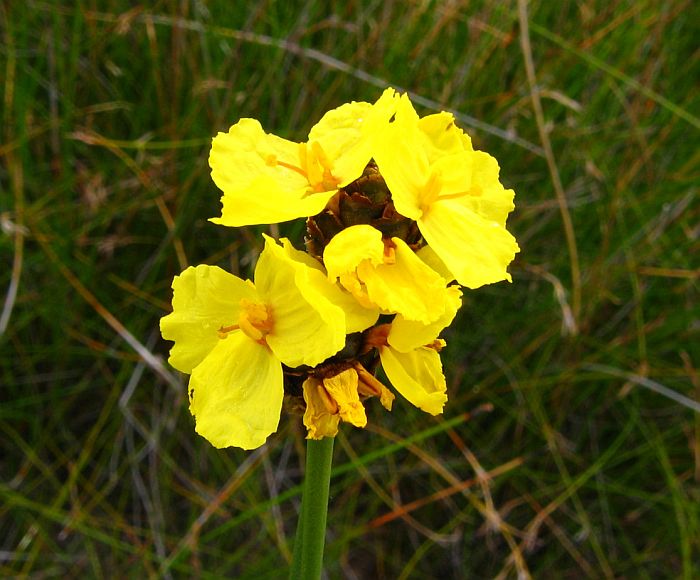 Esperance Wildflowers: Xyris lacera - Yelloweyed Grass