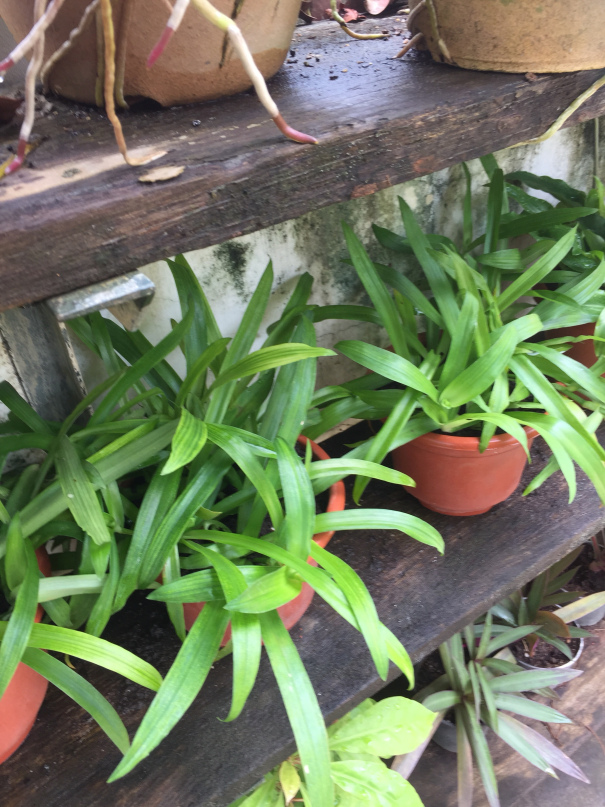 Tidak ramai yang tahu khasiat rumput beijing/beijing grass/rumput siti ...