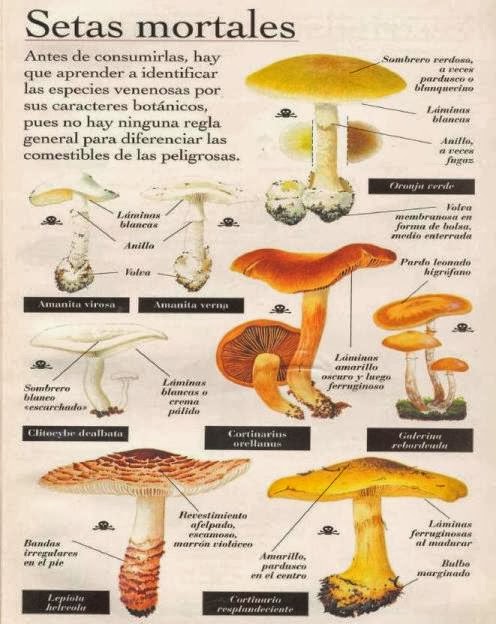 CIENCIA EN LA WEB: Reino Fungi, hongos (infografía)