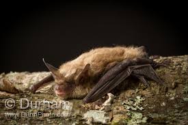 Bat Conservation: Northern Long-eared Bat