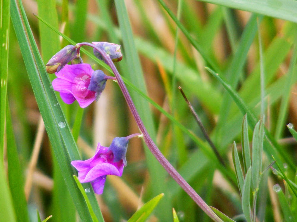Loire Valley Nature: Bitter Vetch Lathyrus linifolius