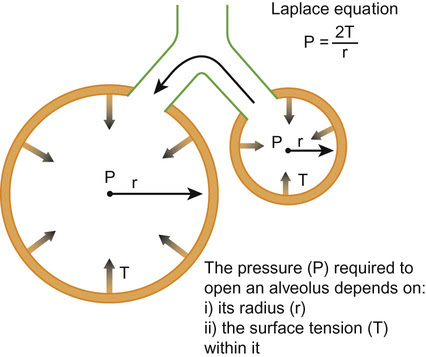 EXAMS AND ME : Laplace Law