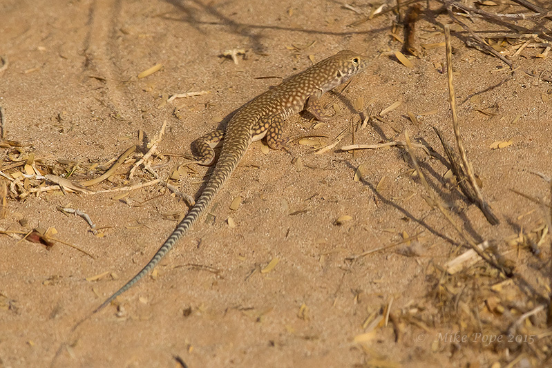 Kuwait Birding: August 2015