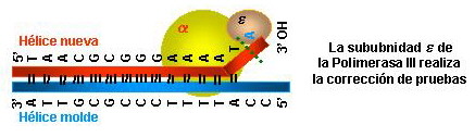 biologia: ADN POLIMERASA