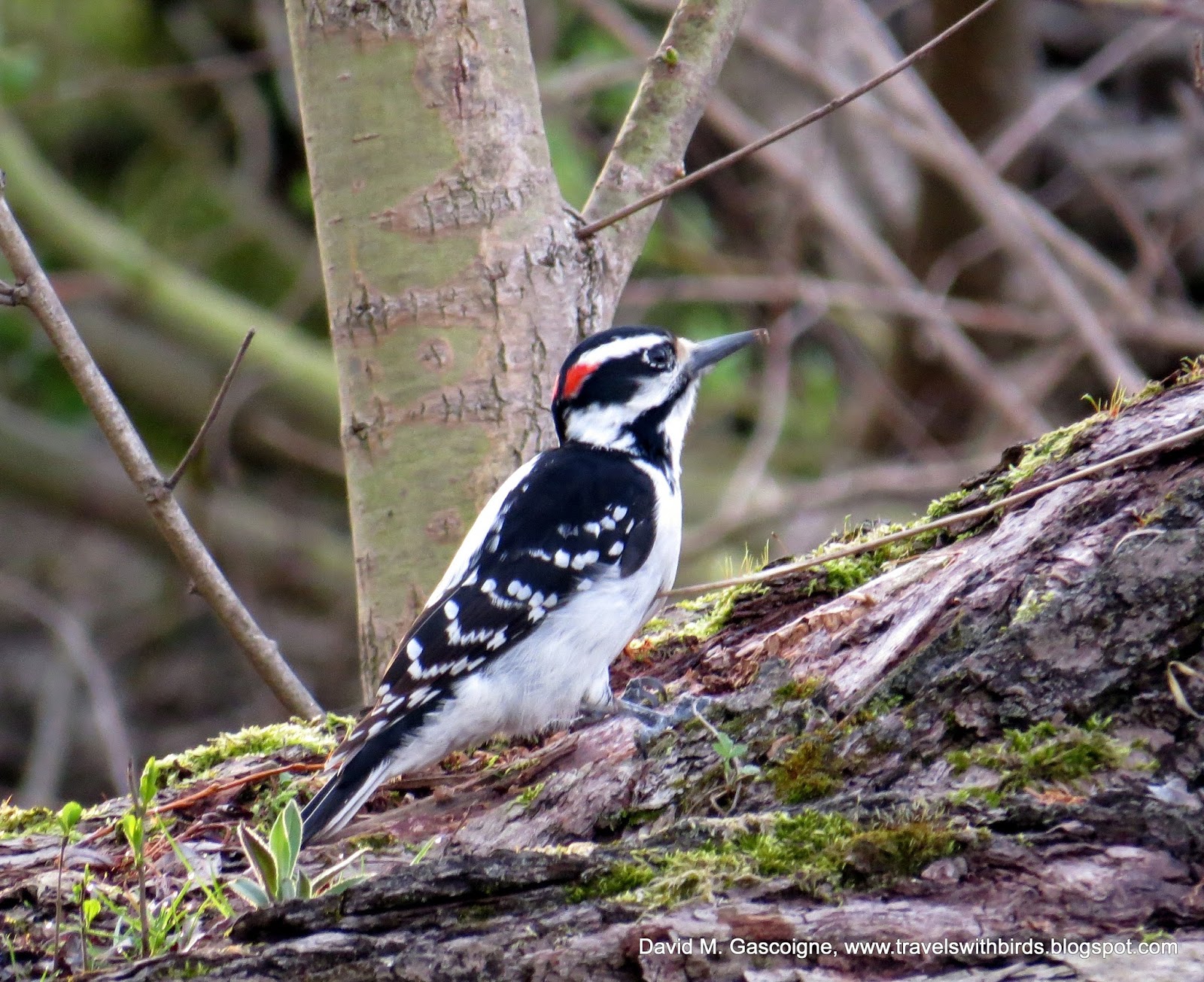 Woodlot at the University of Waterloo, Waterloo, ON - Travels With Birds
