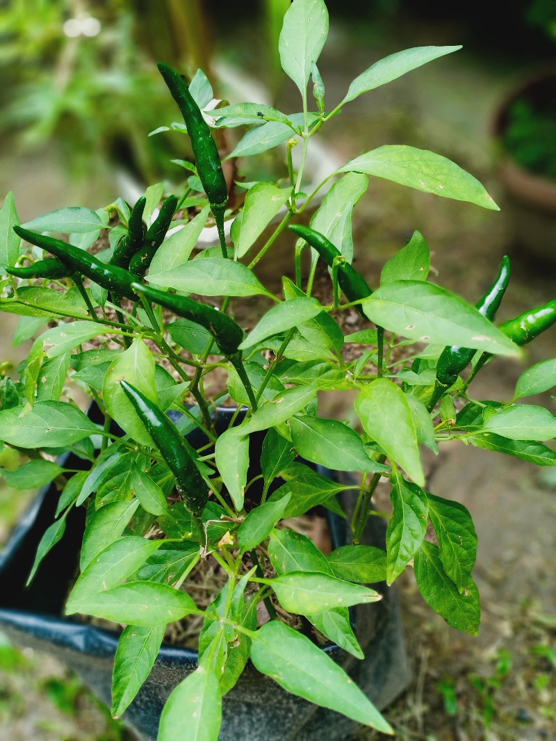 Pokok Cili Api Yang Banyak Jasa