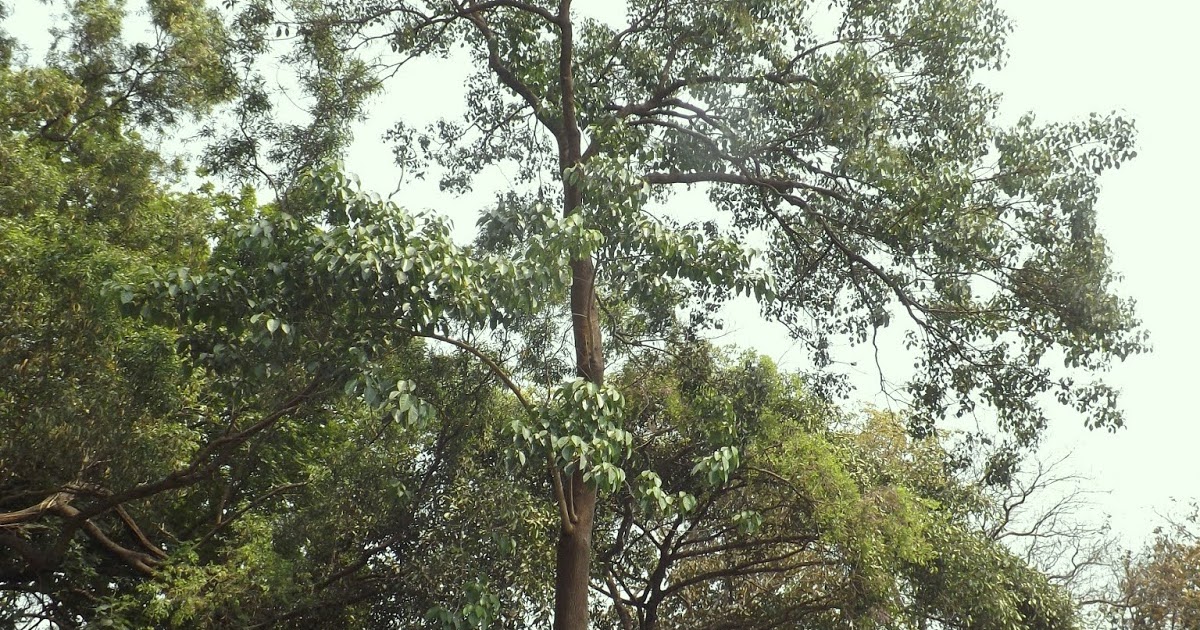 Boloch or Bolosh, Balakata baccata