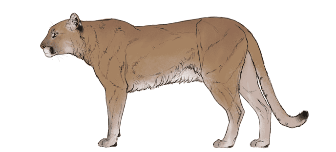 Big Cats Image reference: Puma Puma Concolor
