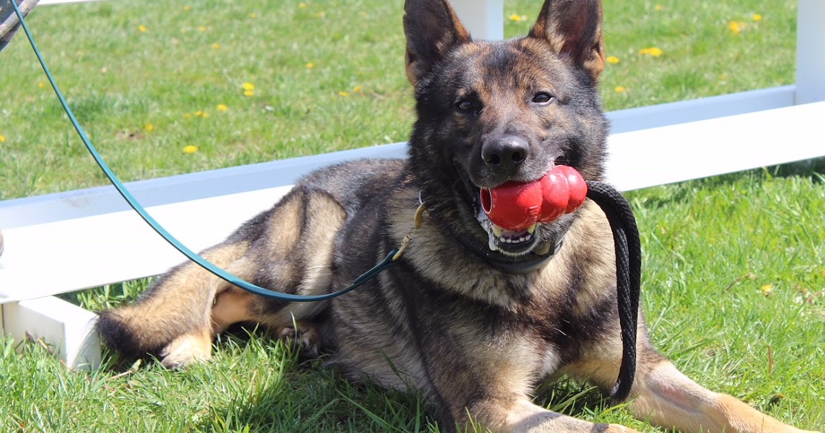 German study: dogs can detect coronavirus infection - Hazel Magazine