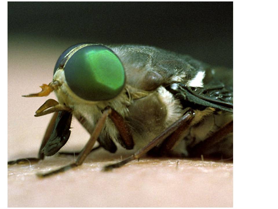 Endopterygota: Diptera & Siphonaptera