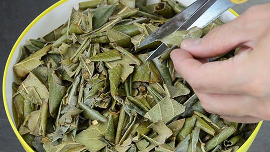 Home Made Loquat Leaf Extract - Loquat Health Benefits