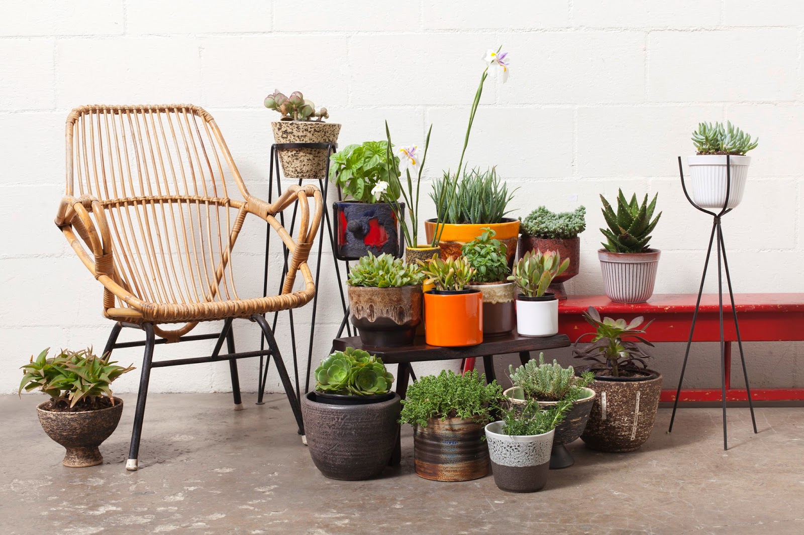 Organic Home Accessories: Cacti