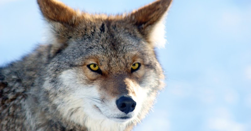 Writing into the Sunset: Werecoyote by Paty Jager