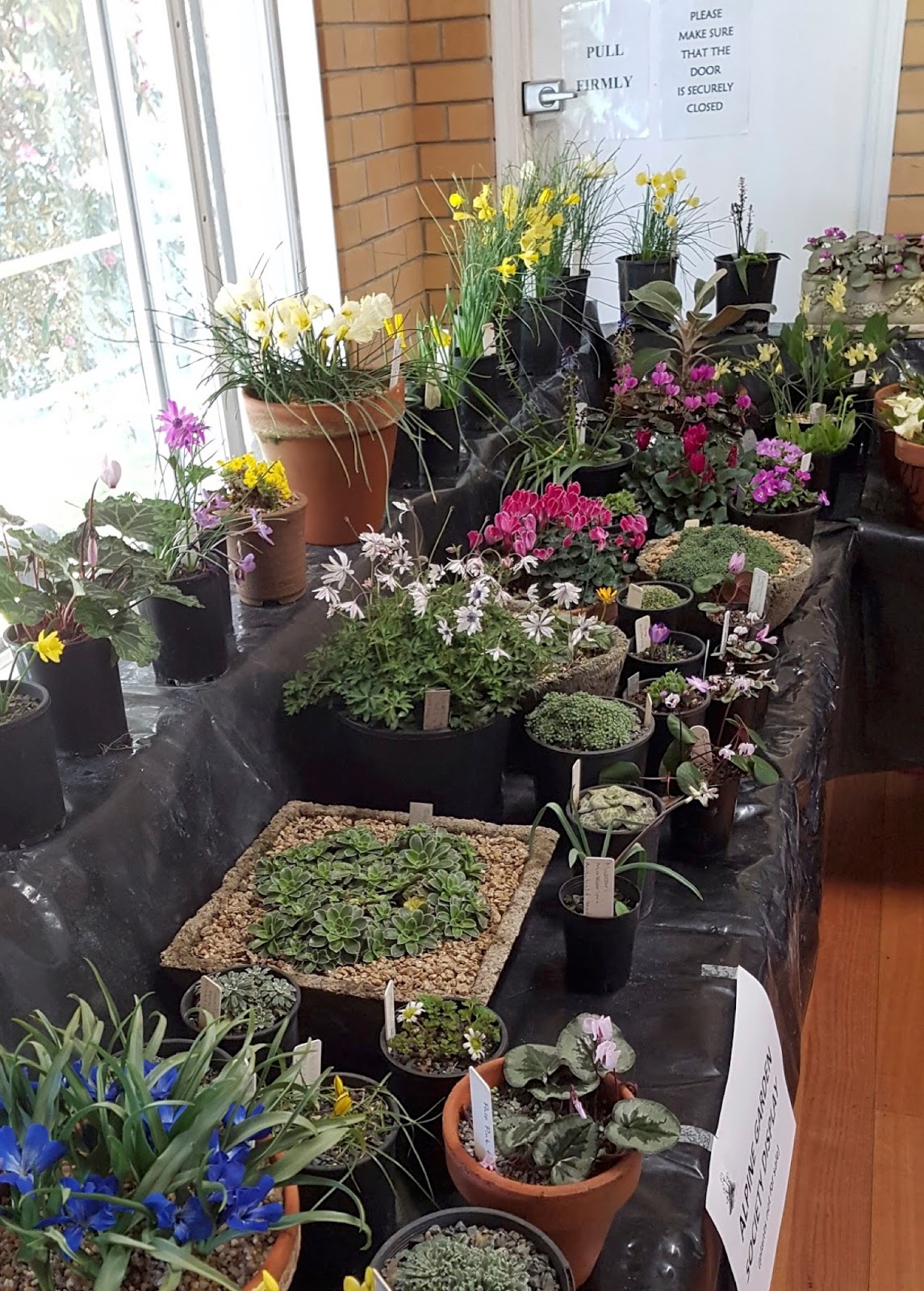 Alpine Garden Society Victorian Group: Oron Peri Talk.