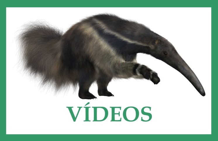 Contes d' Animals: L'OS FORMIGUER