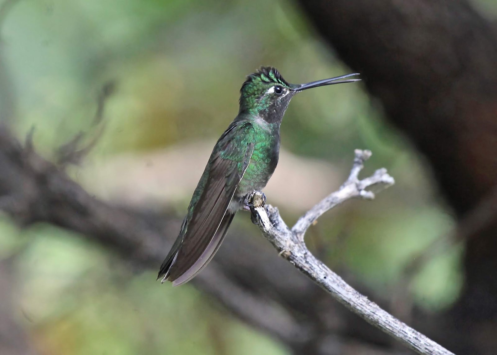 The Azure Gate: Hummingbirds of Arizona: Magnificent (Rivoli's) Hummingbird