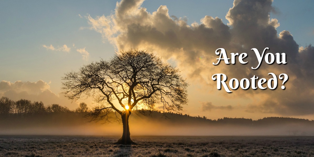 1-Minute Bible Love Notes: Rooted and Established in Love