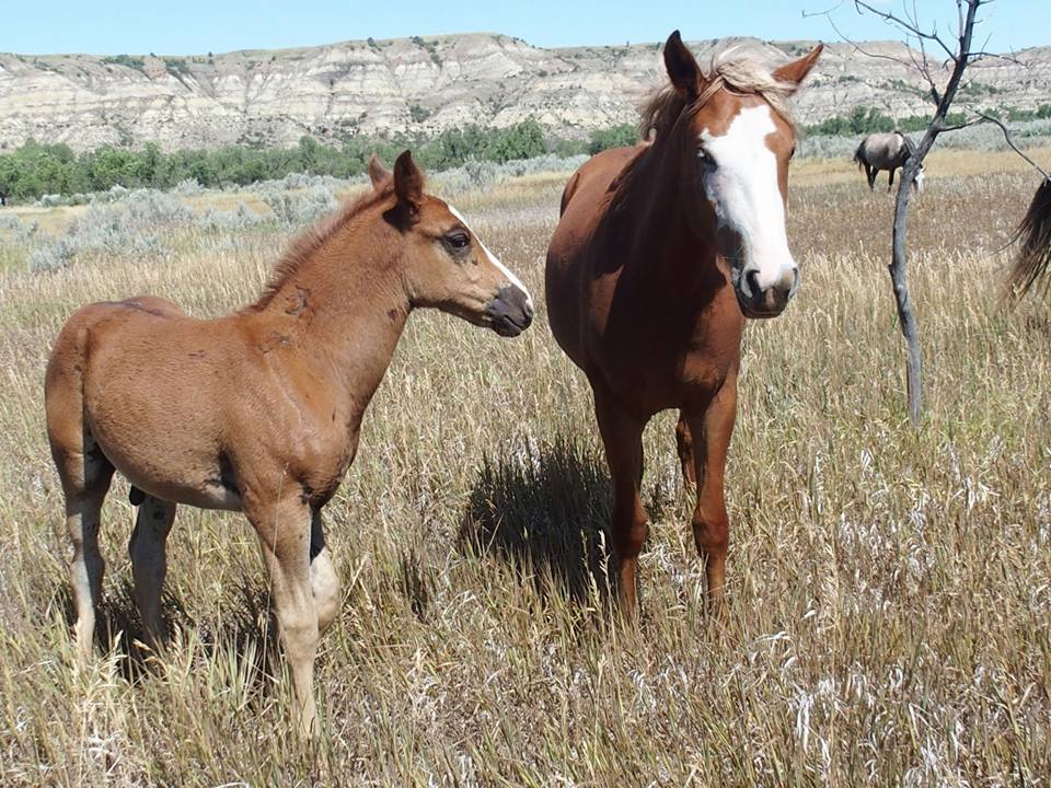 WildDakotaWoman TM: I dragged my daughter to Slope County: Another SW ...