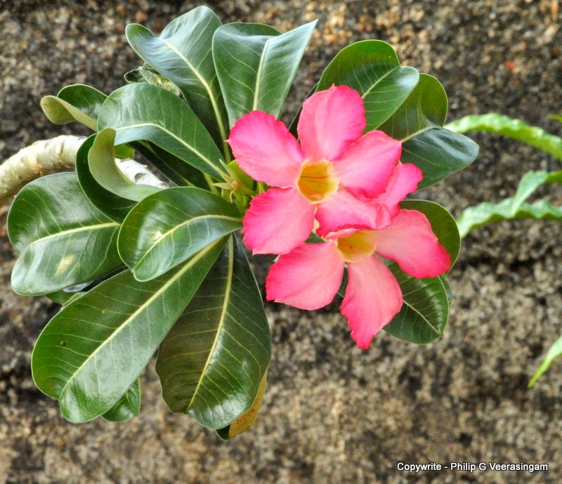 Images of Sri Lanka on blogspot.com: Flowers in our home garden ...