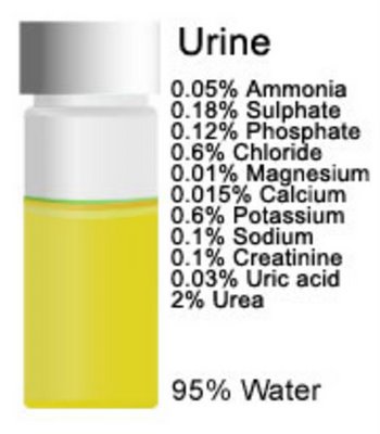 Tahu Cara Membedakan Warna Urine? | BIOLOGIPEDIA