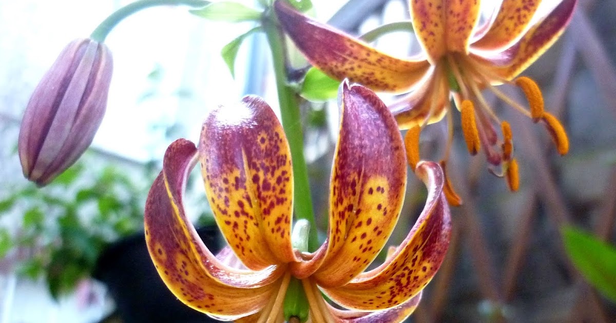 Give 'em the old Razzle Dazzle: A model life